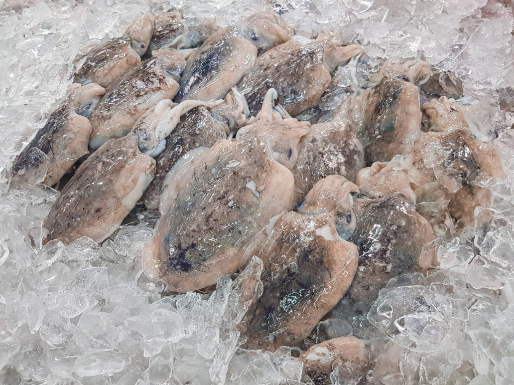Cuttlefish - Widegrowth Marine Products Sdn. Bhd.
