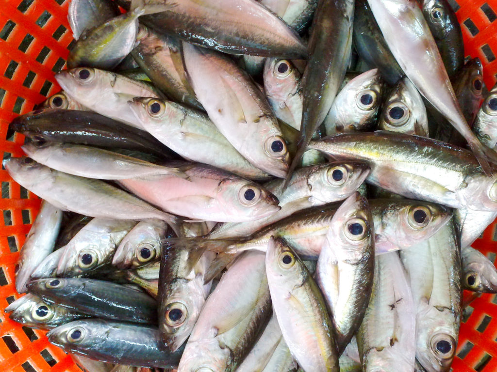 Big Eye Scad - Widegrowth Marine Products Sdn. Bhd.