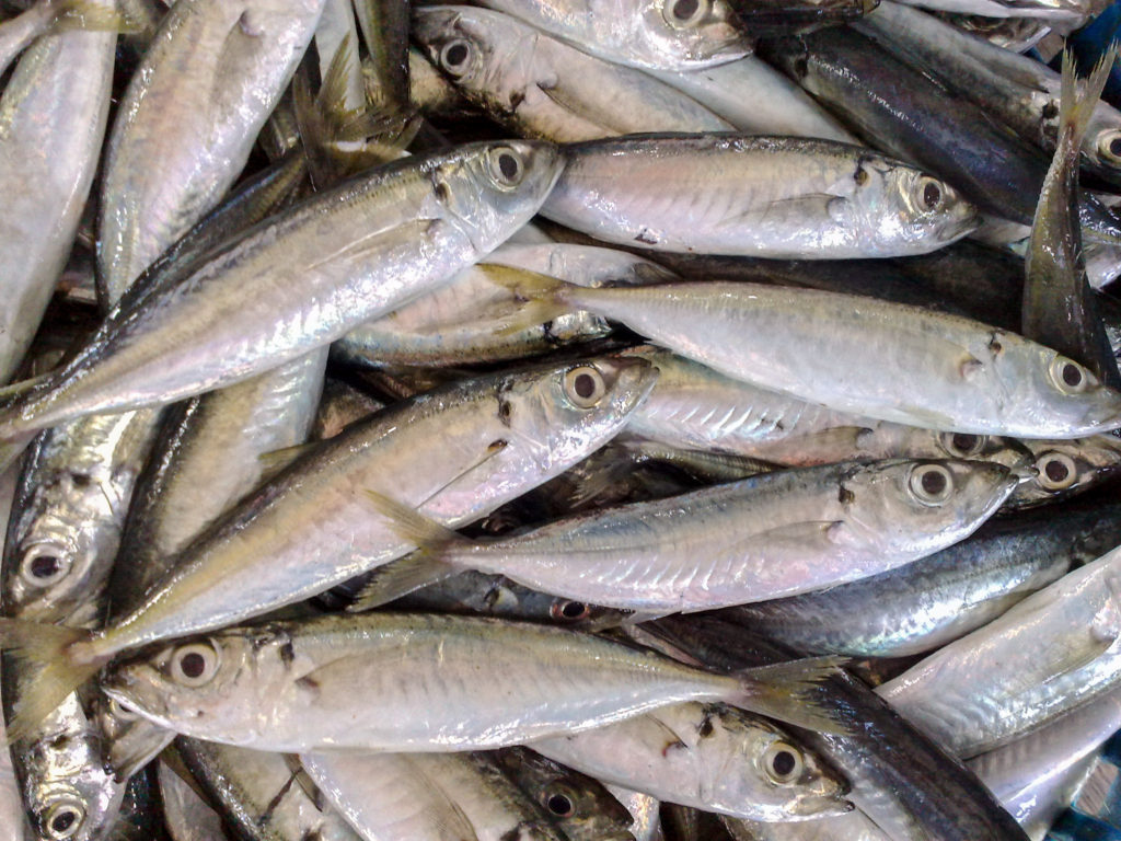 Shortfin Scad - Widegrowth Marine Products Sdn. Bhd.
